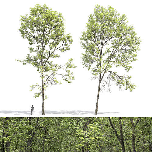 Ash-tree 03 3D model | CGTrader