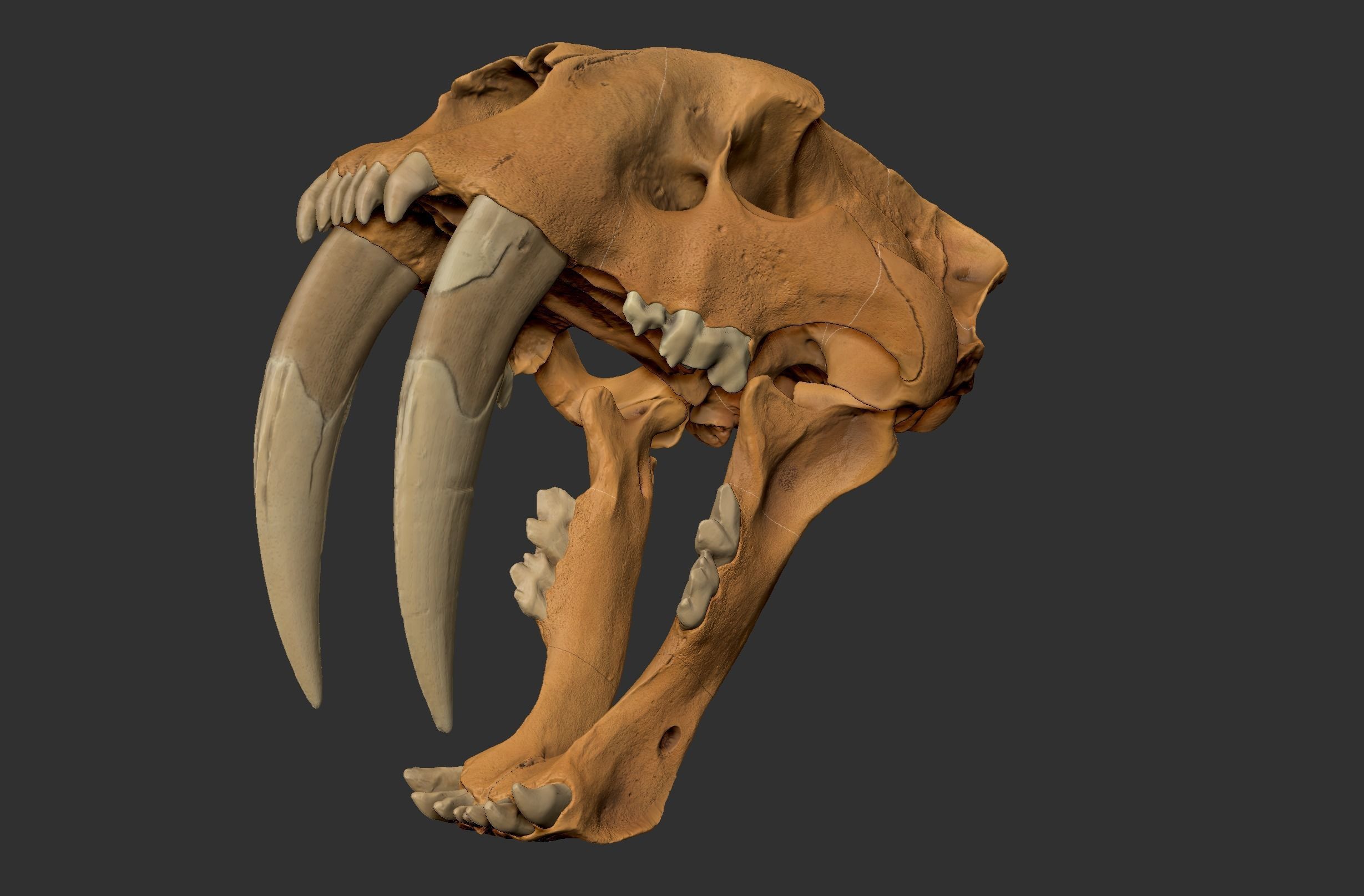 Smilodon skull 3D model 3D printable | CGTrader