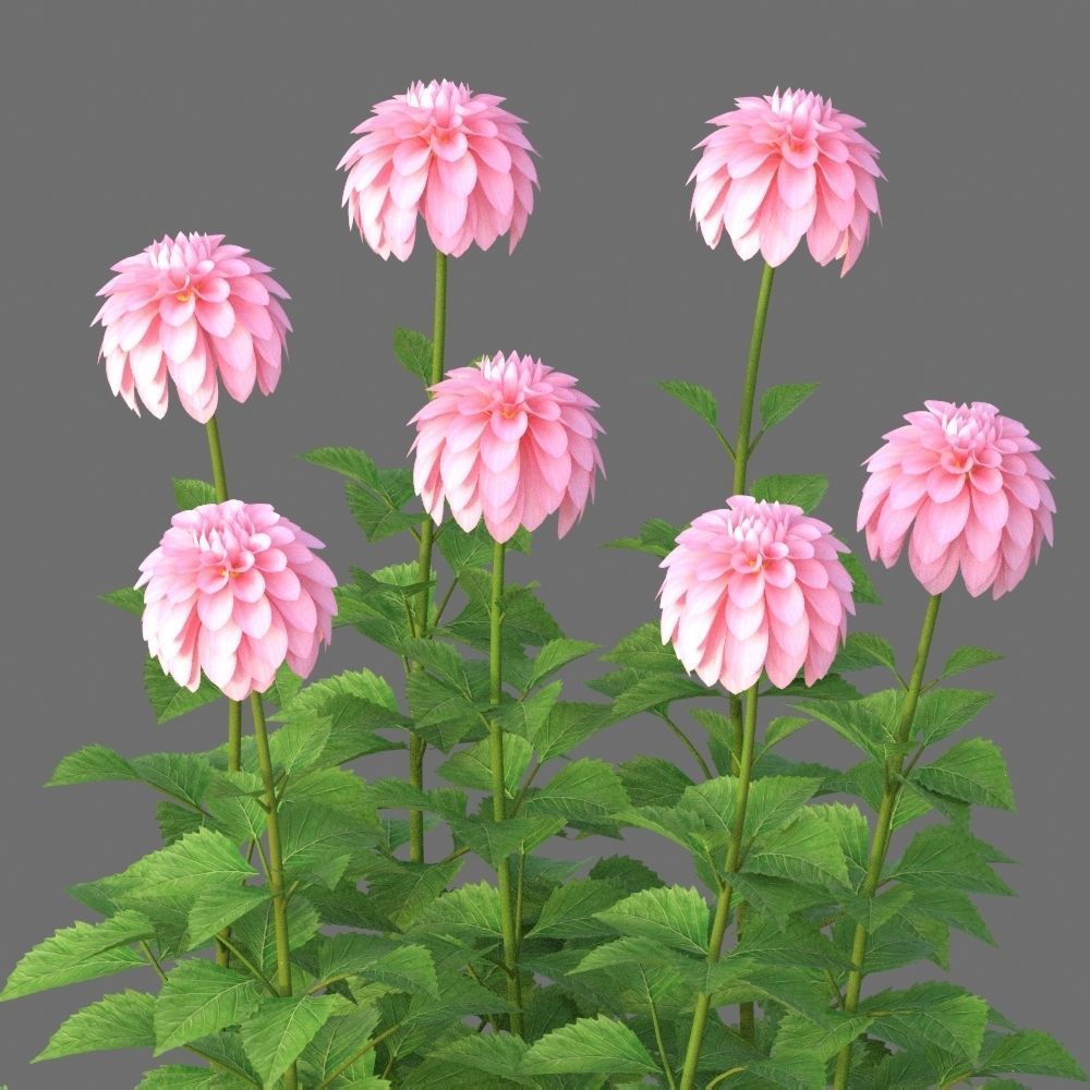 XfrogPlants Dahlia 3D model animated | CGTrader