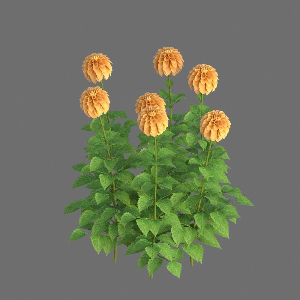 XfrogPlants Dahlia 3D model animated | CGTrader