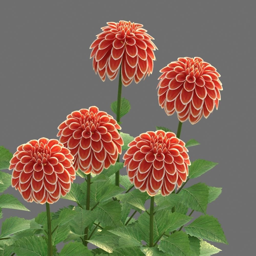 XfrogPlants Dahlia 3D model animated | CGTrader
