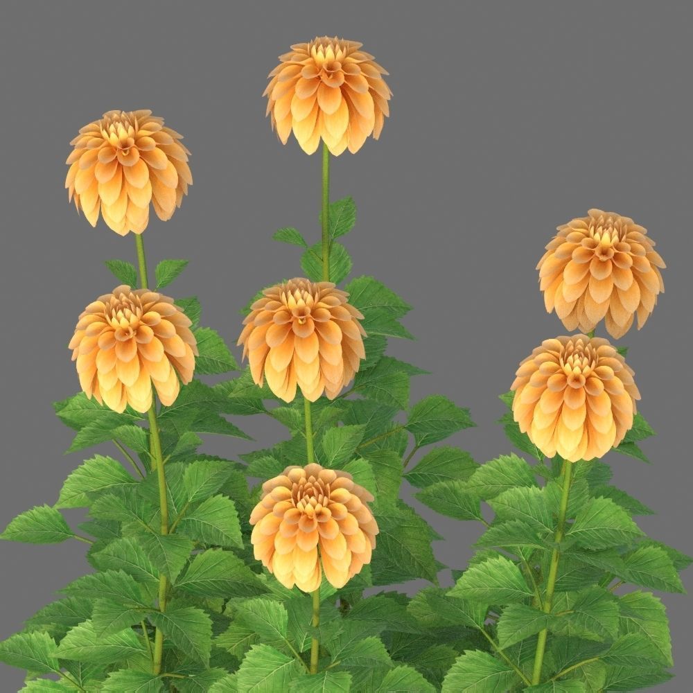 XfrogPlants Dahlia 3D model animated | CGTrader