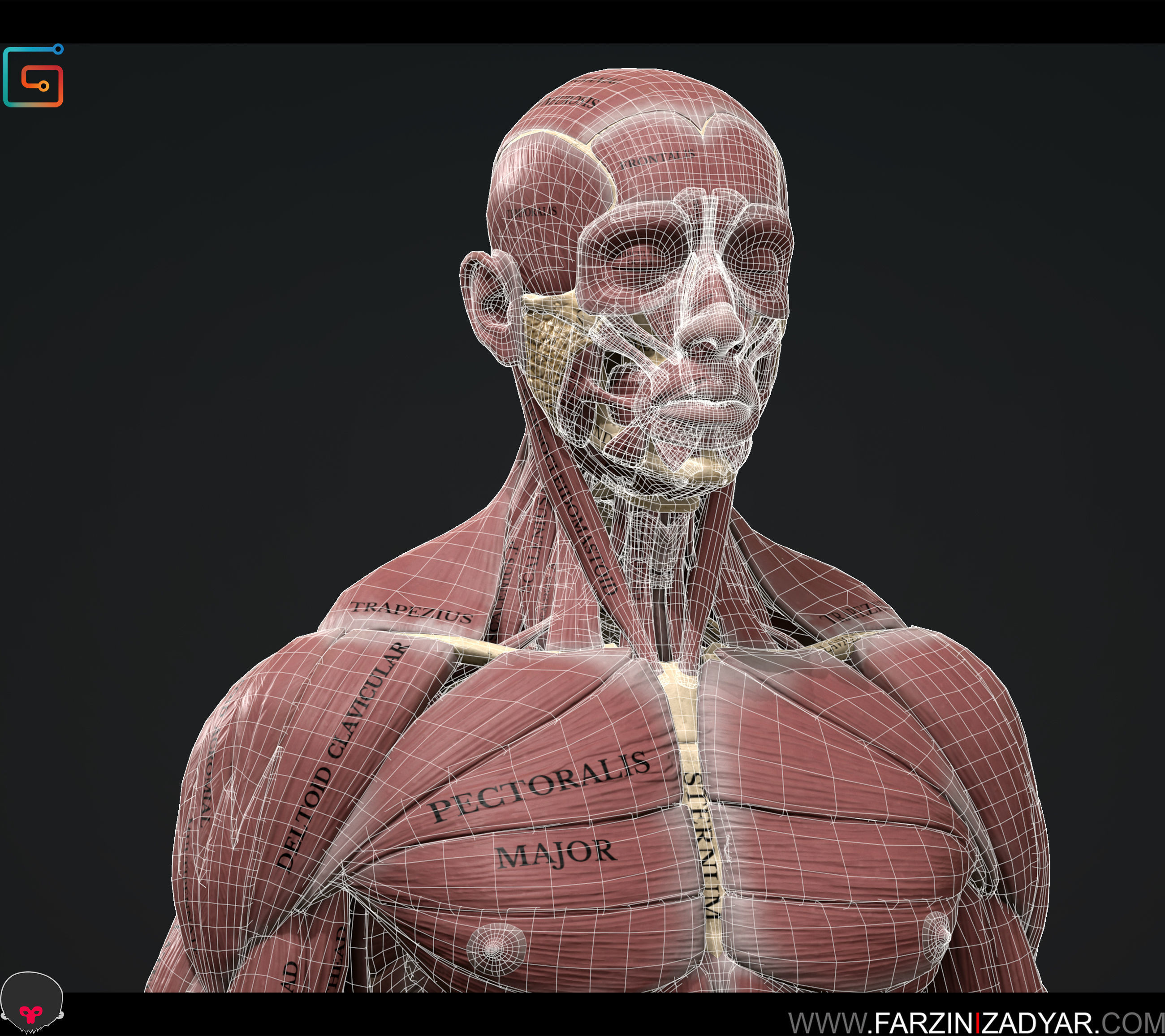 3D model Human Anatomy Kit Commercial License VR / AR / low-poly | CGTrader