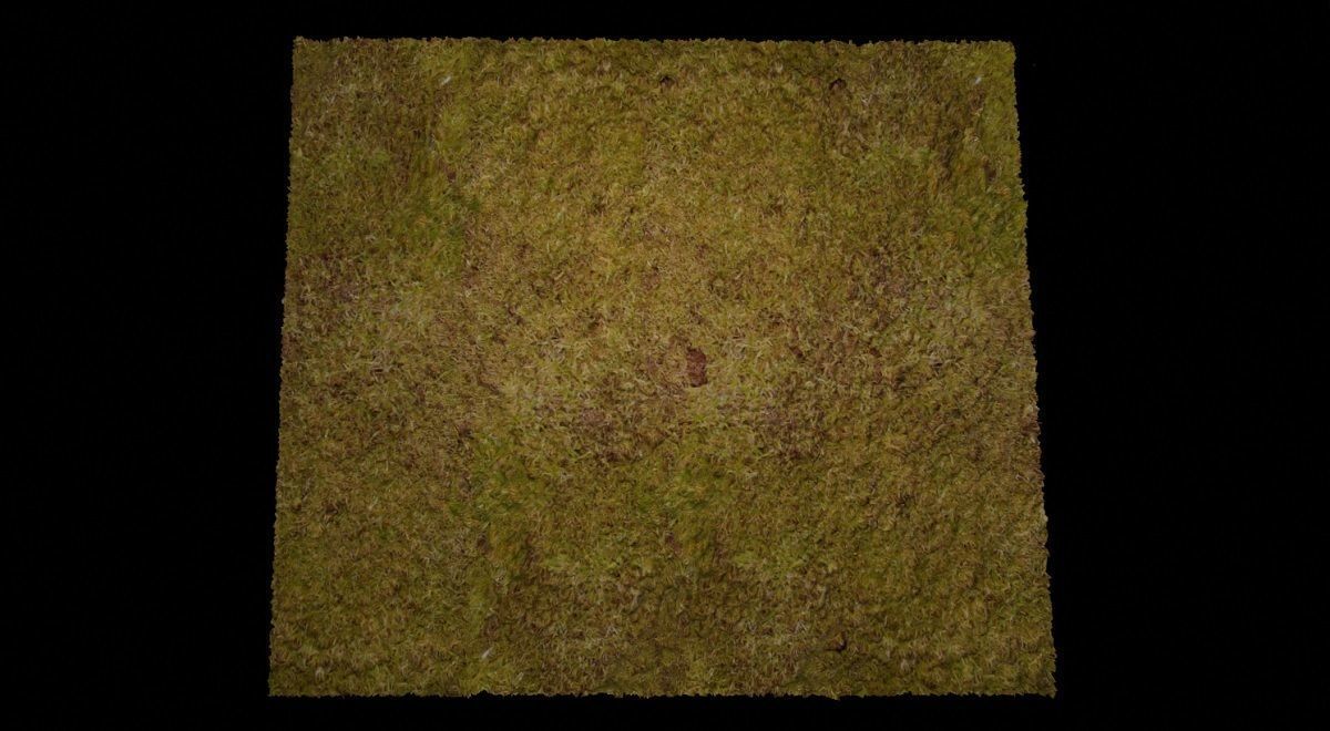 Grass Patch 3D Model 3D model | CGTrader