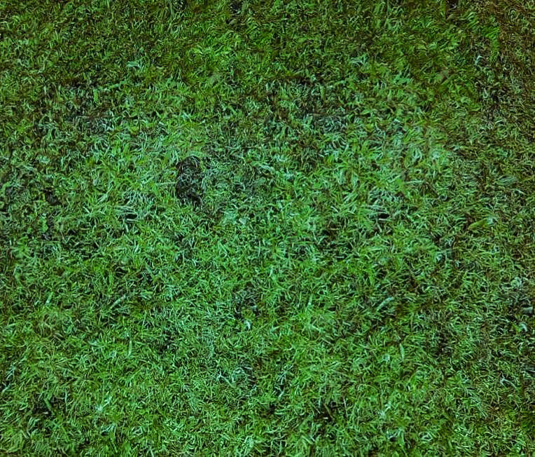 Grass Patch 3D Model 3D model | CGTrader