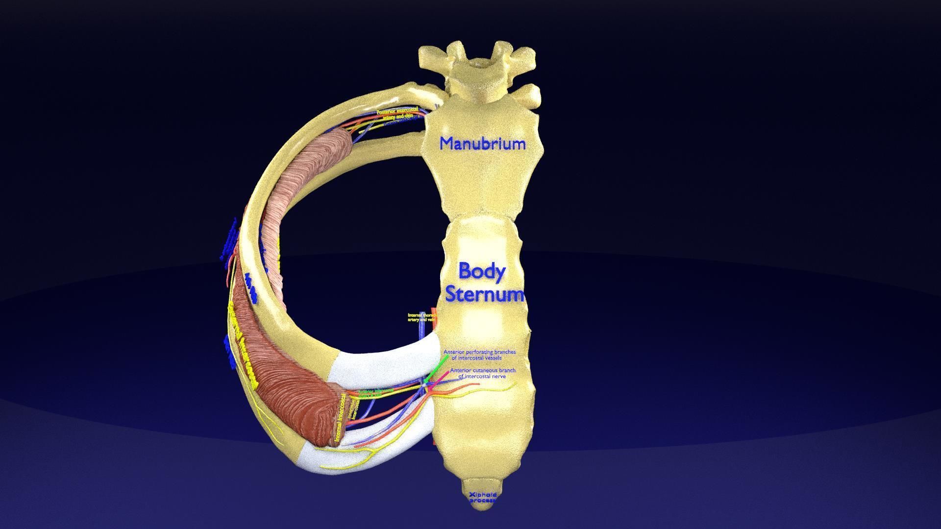 Intercostal ribs muscles nerve vessels labelled 3D model | CGTrader
