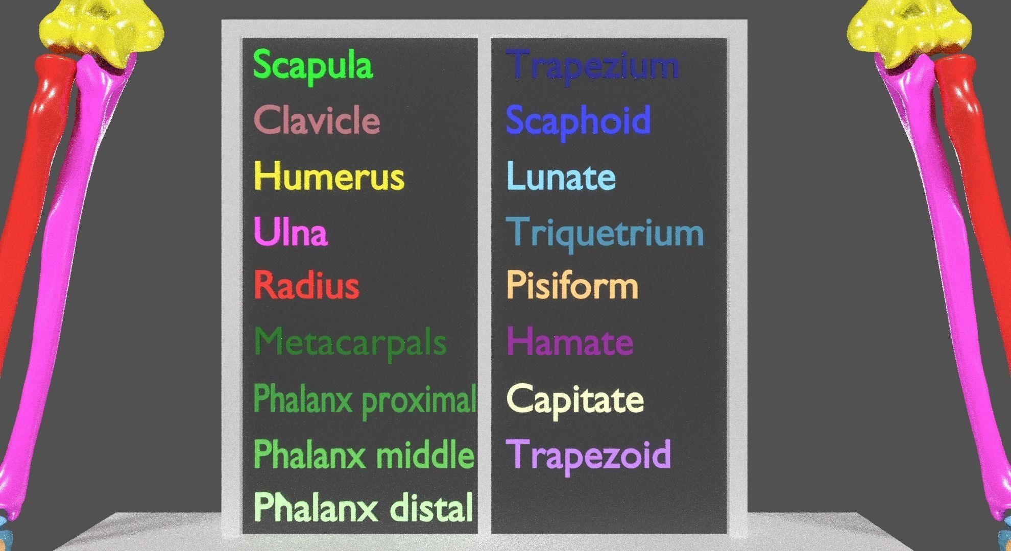 upper Limbs with girdle color coded 3D model | CGTrader