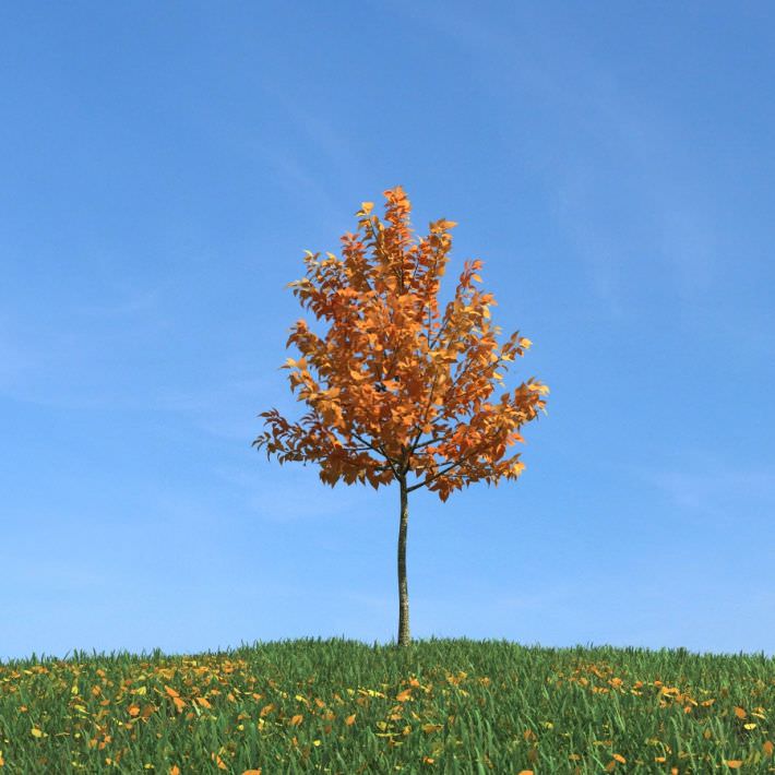 Fall Leaf Tree 3D model | CGTrader