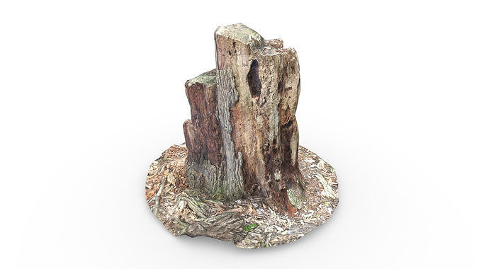 3D model Tree Trunk VR / AR / low-poly | CGTrader