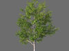 XfrogPlants Beeftree - Guapira Discolor 3D model | CGTrader