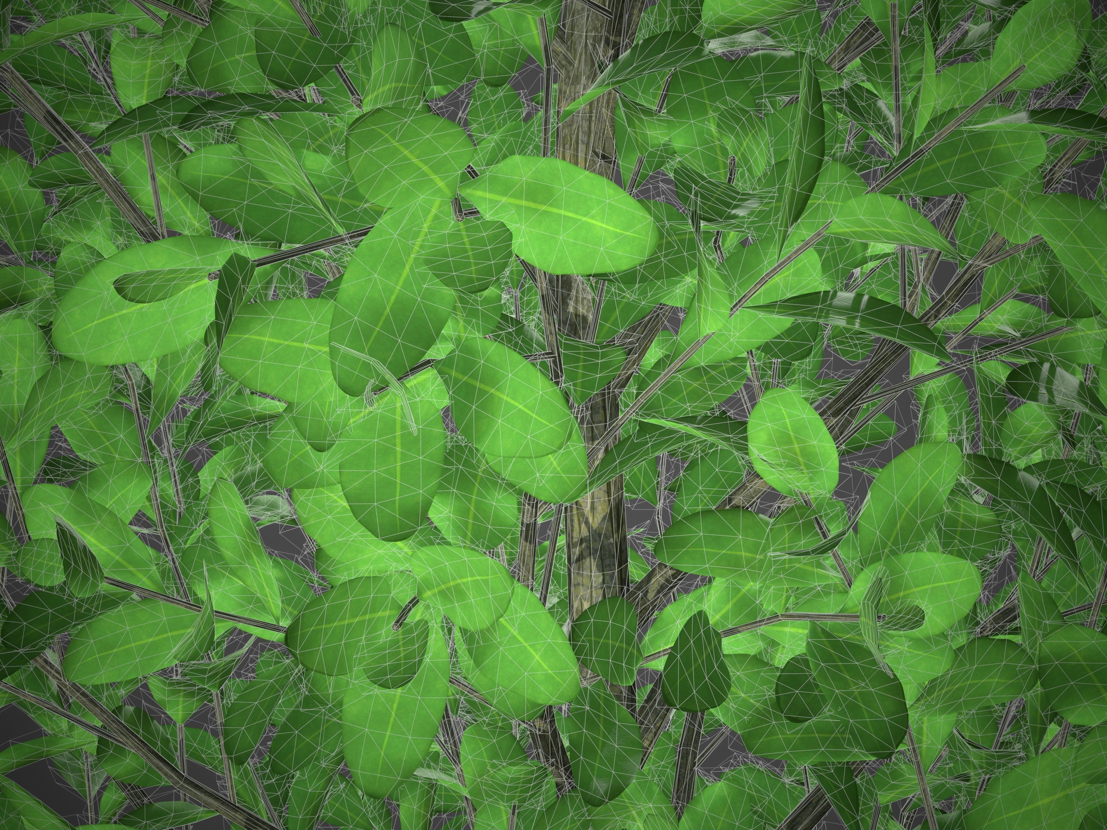 XfrogPlants Beeftree - Guapira Discolor 3D model | CGTrader