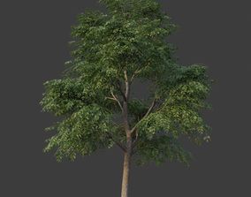 Animated Tree 3D Models | CGTrader