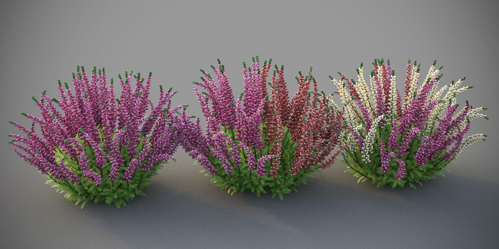 XfrogPlants Heather 3D model animated | CGTrader