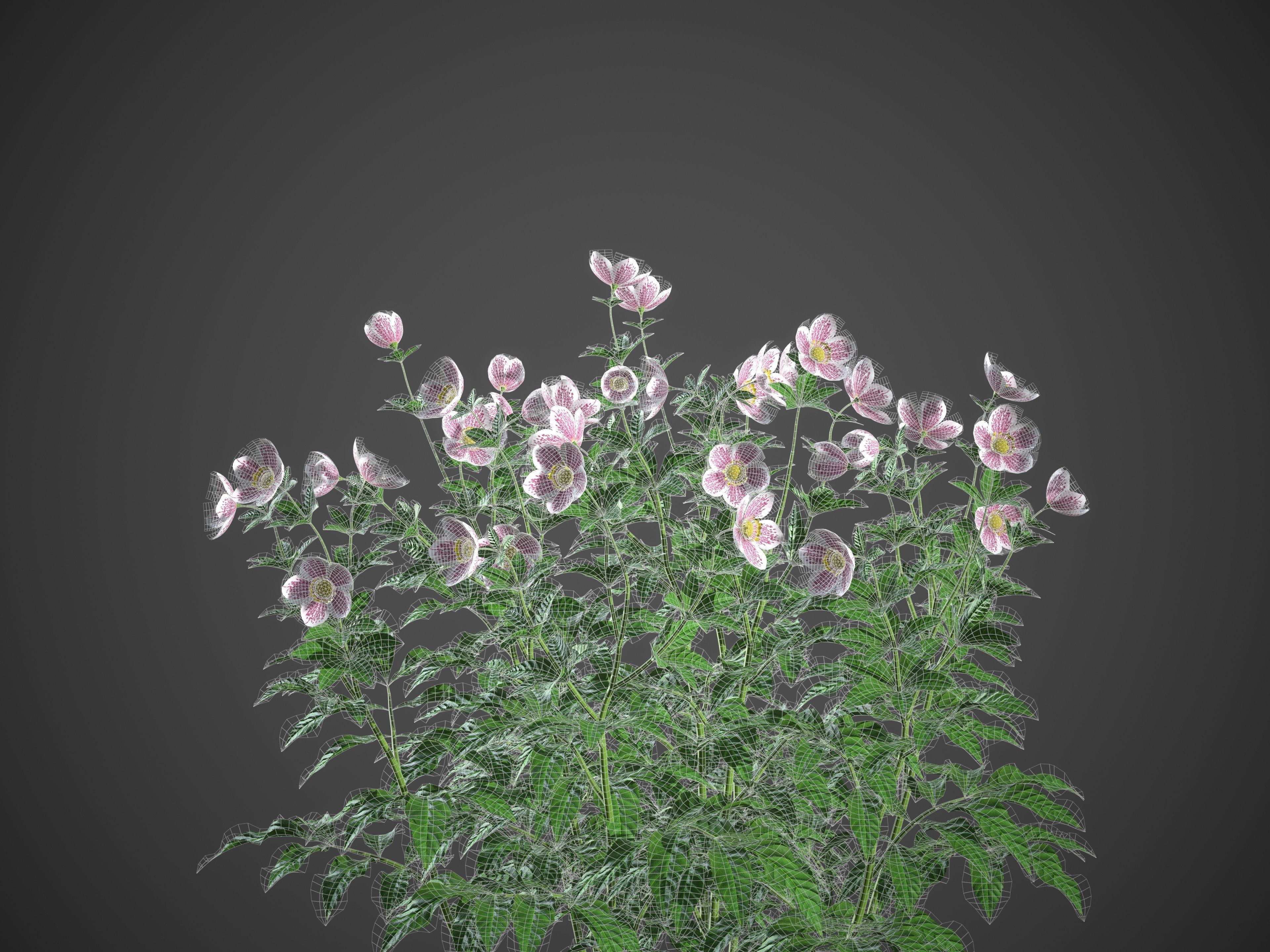 XfrogPlants Helleborus Hybridus 3D model animated | CGTrader