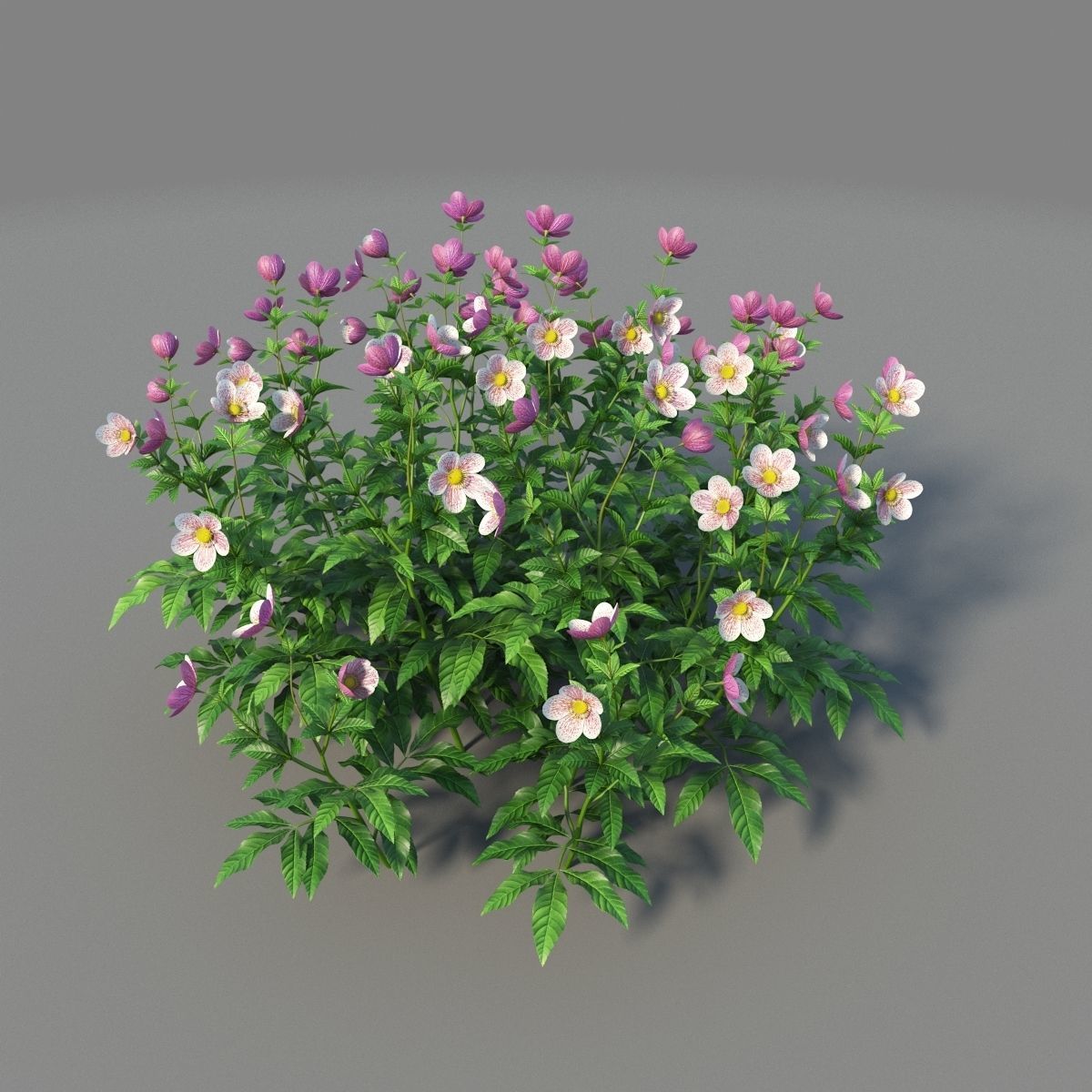 XfrogPlants Helleborus Hybridus 3D model animated | CGTrader