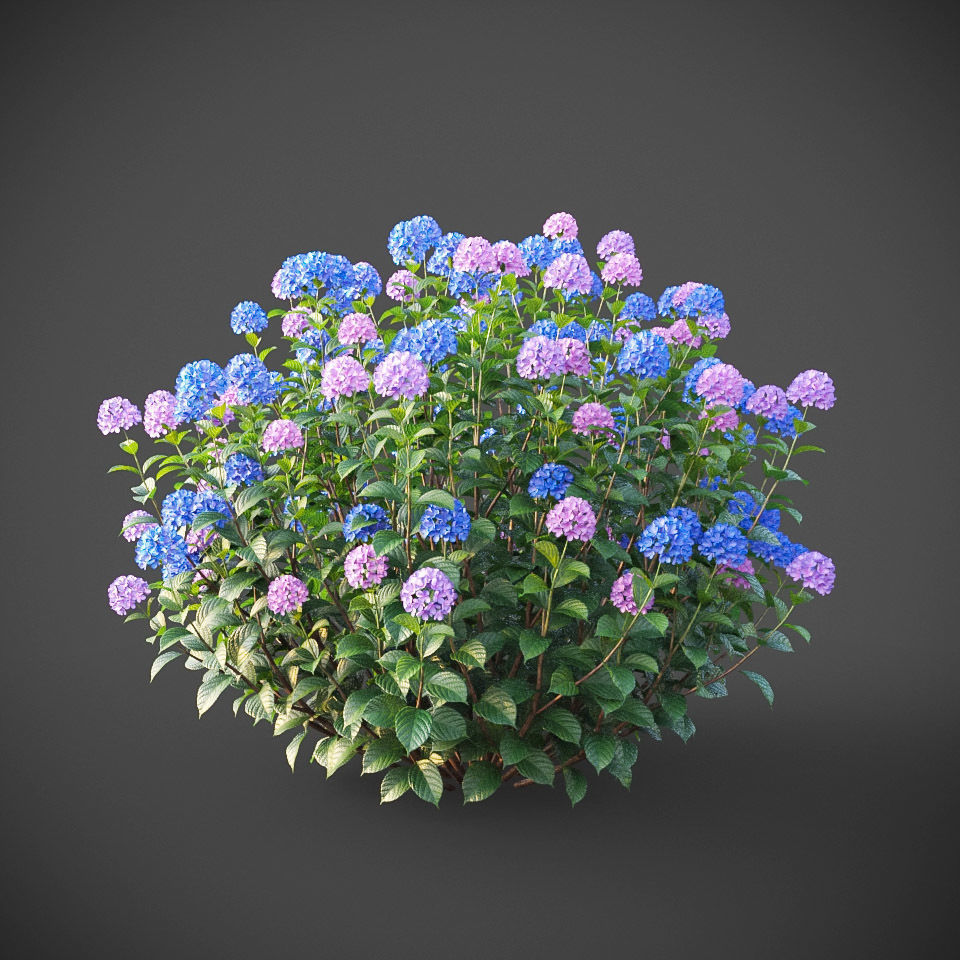 XfrogPlants Hydrangea Macrophylla 3D model animated | CGTrader