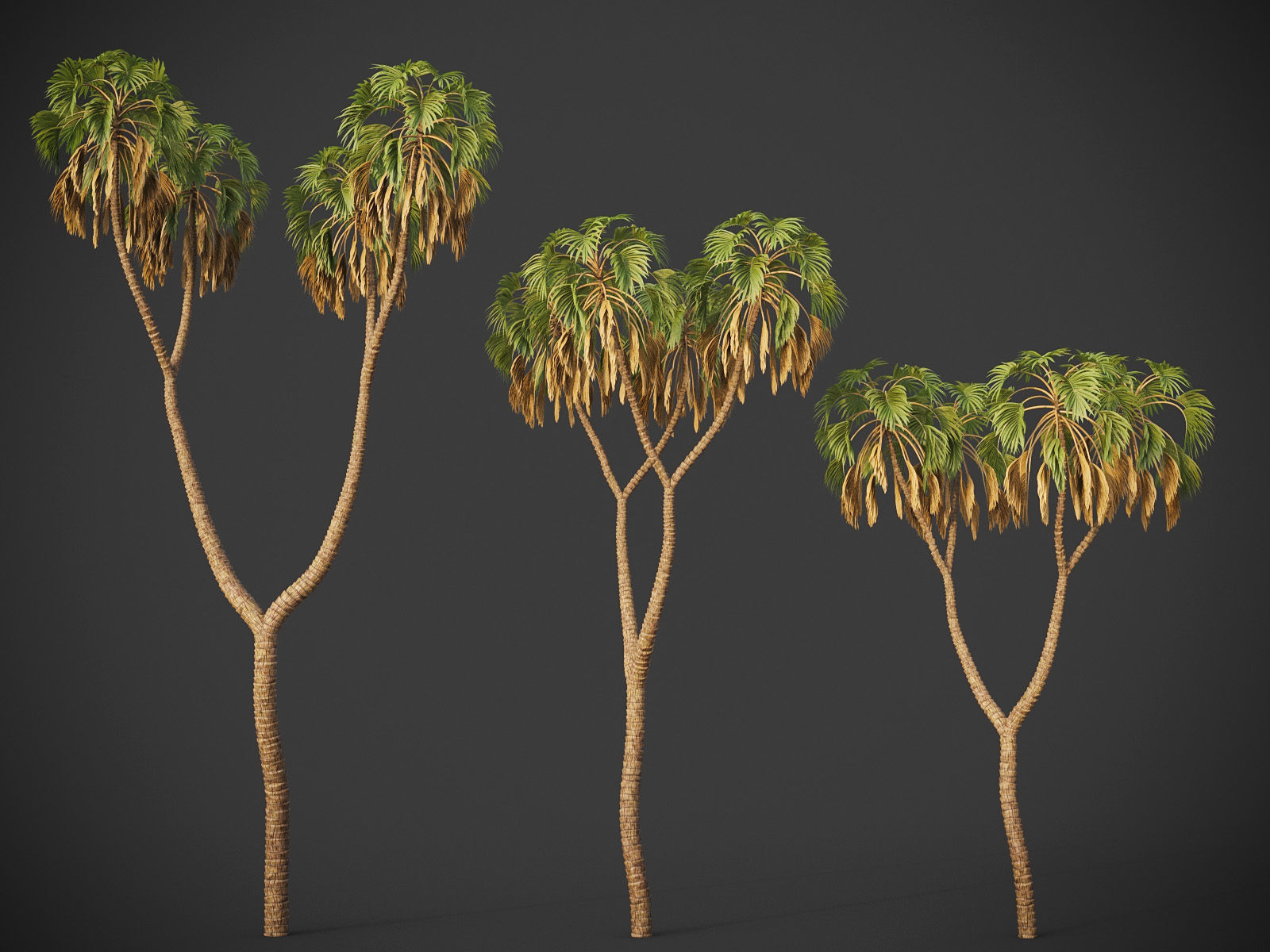 XfrogPlants Doum Palm - Hyphaene Thebaica 3D model animated | CGTrader