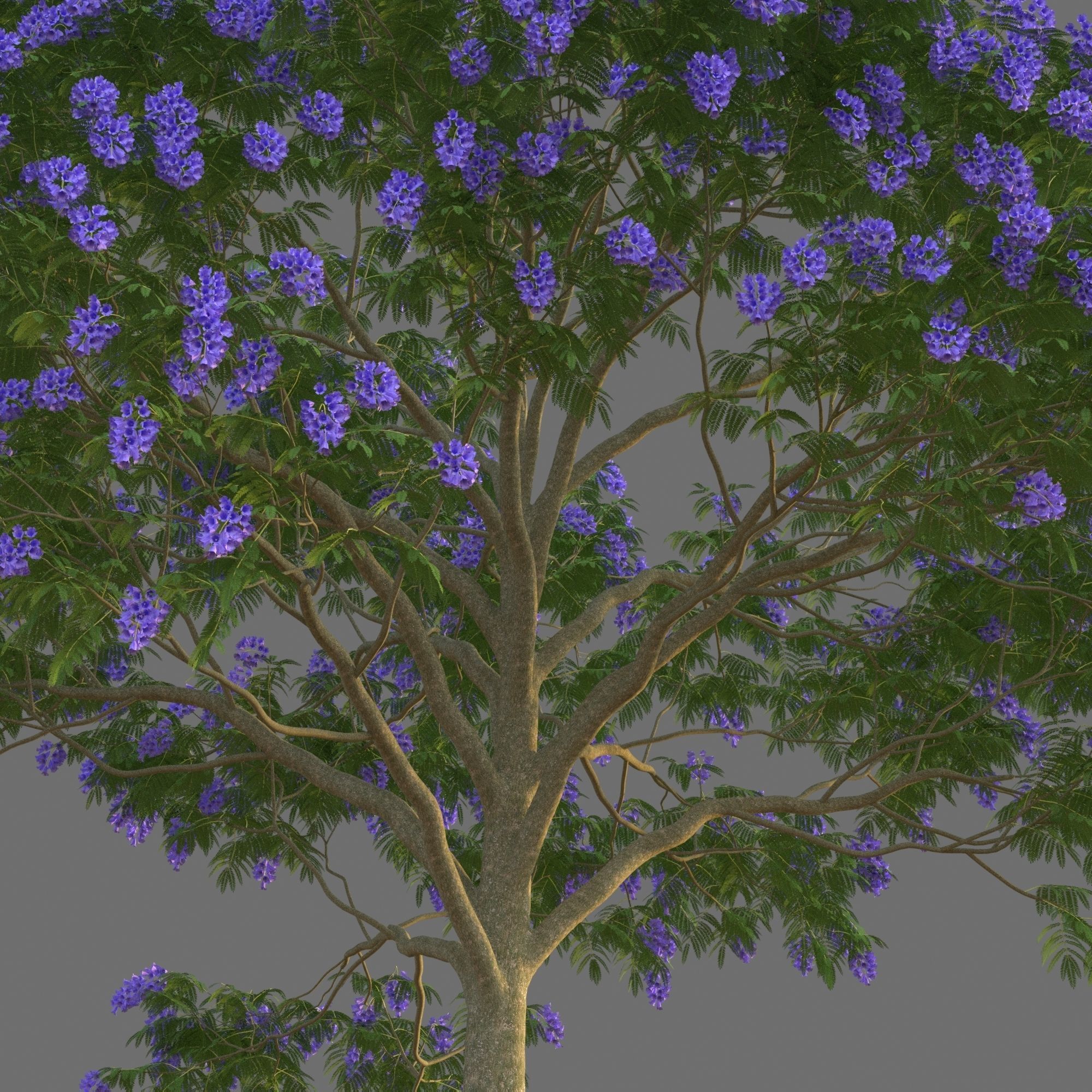 XfrogPlants Jacaranda 3D model animated | CGTrader