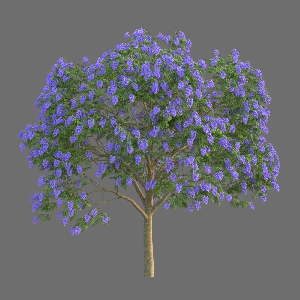 XfrogPlants Jacaranda 3D model animated | CGTrader