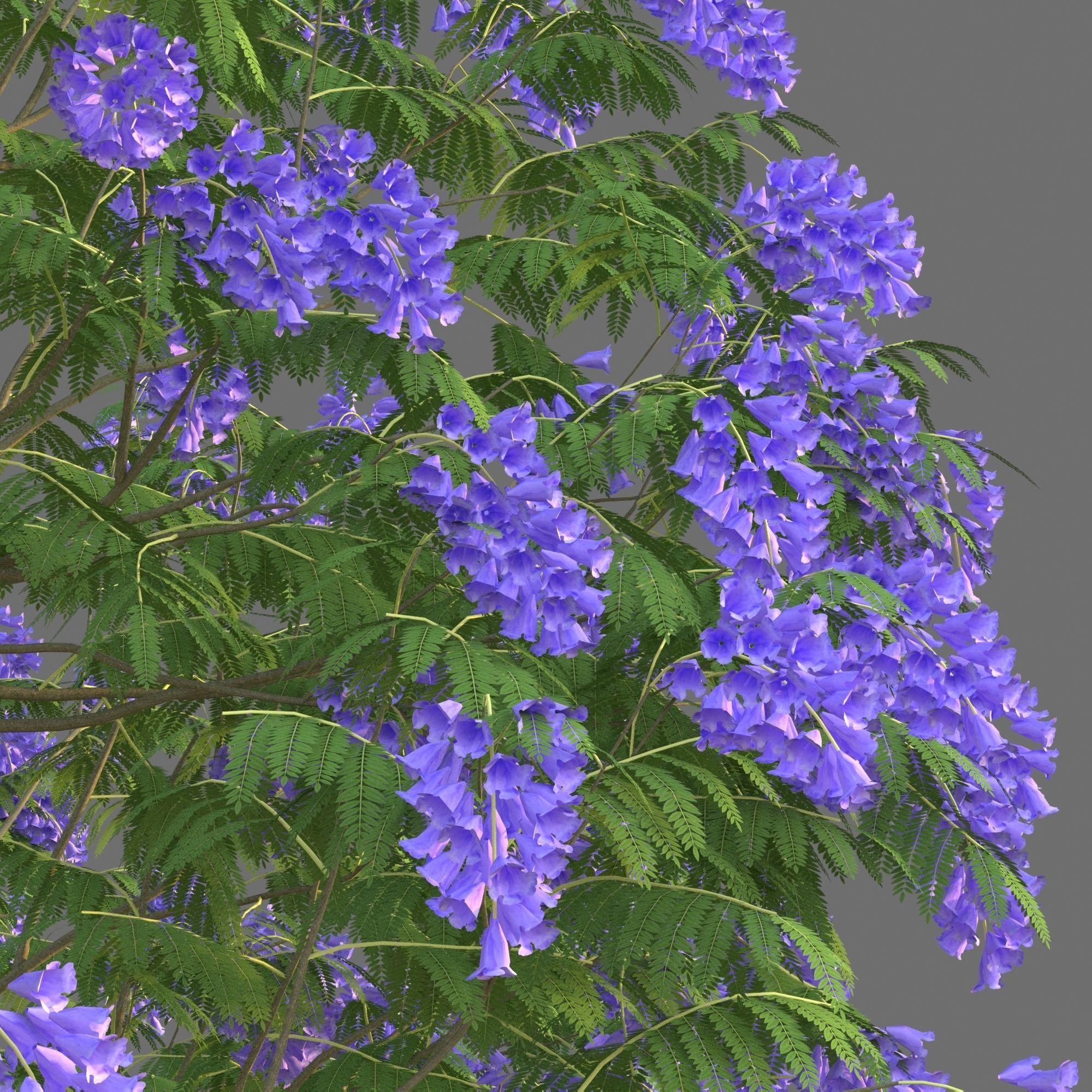XfrogPlants Jacaranda 3D model animated | CGTrader