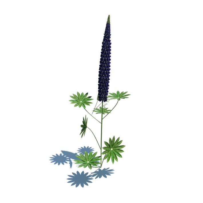 Purple Flower Plant 3D model | CGTrader