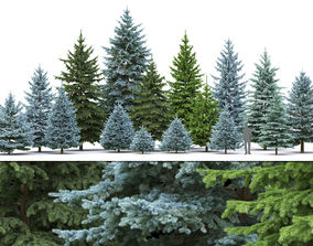Picea 3D Models | CGTrader