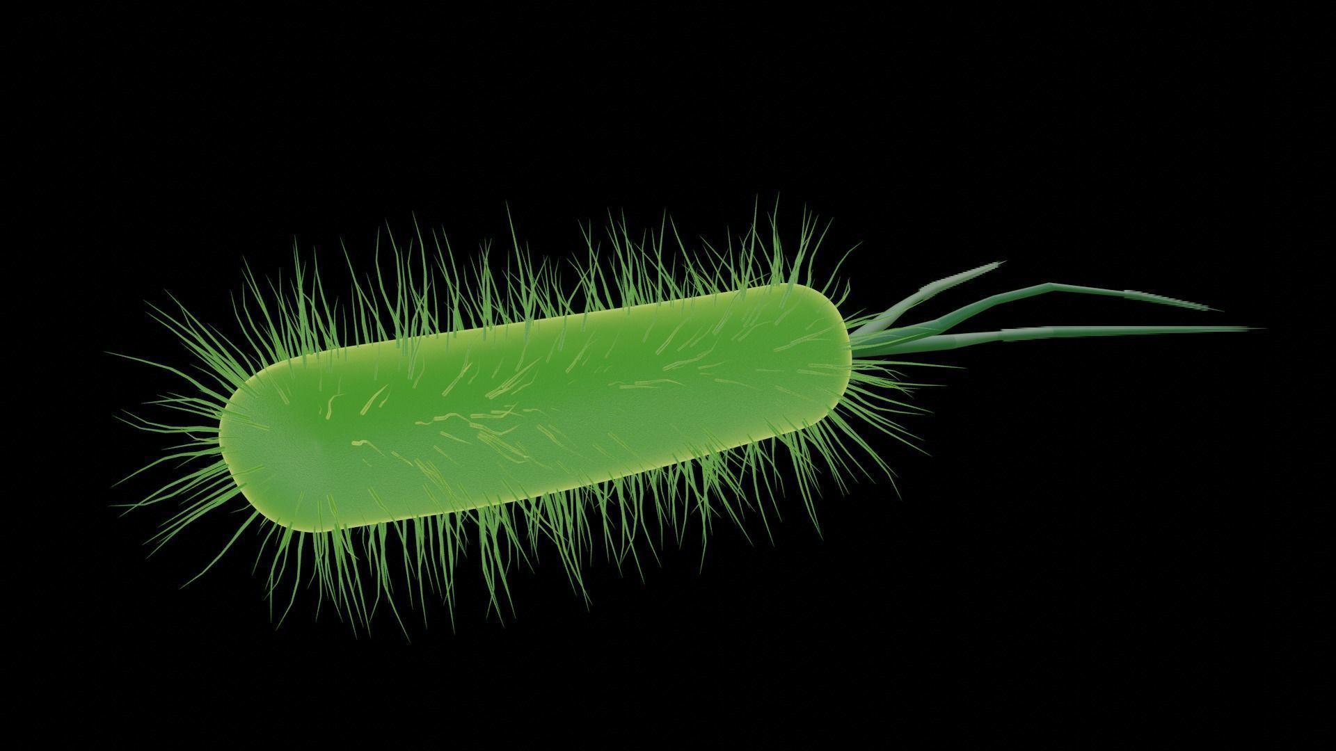 Bacteria bacterium 3D model | CGTrader