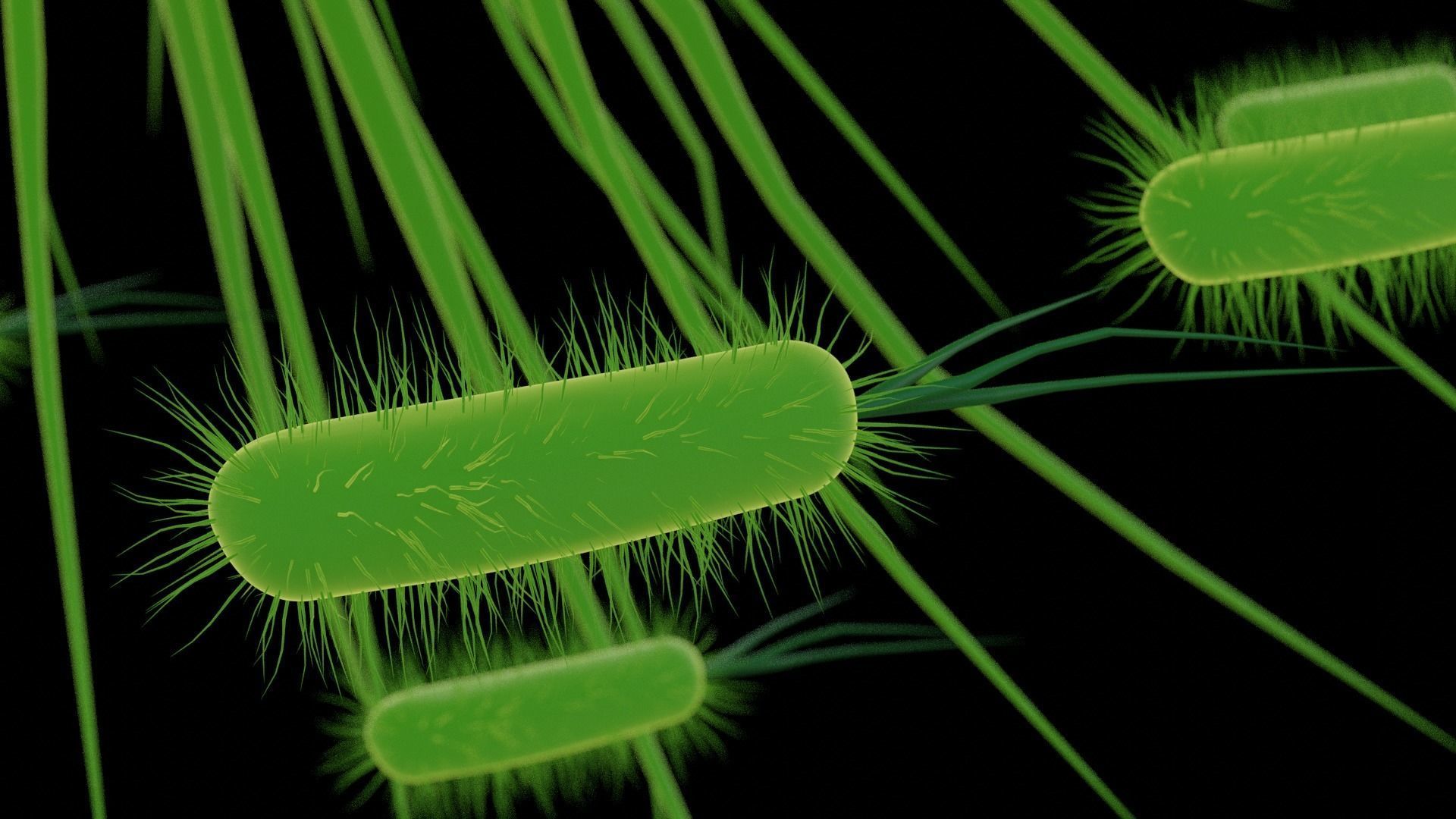 Bacteria bacterium 3D model | CGTrader