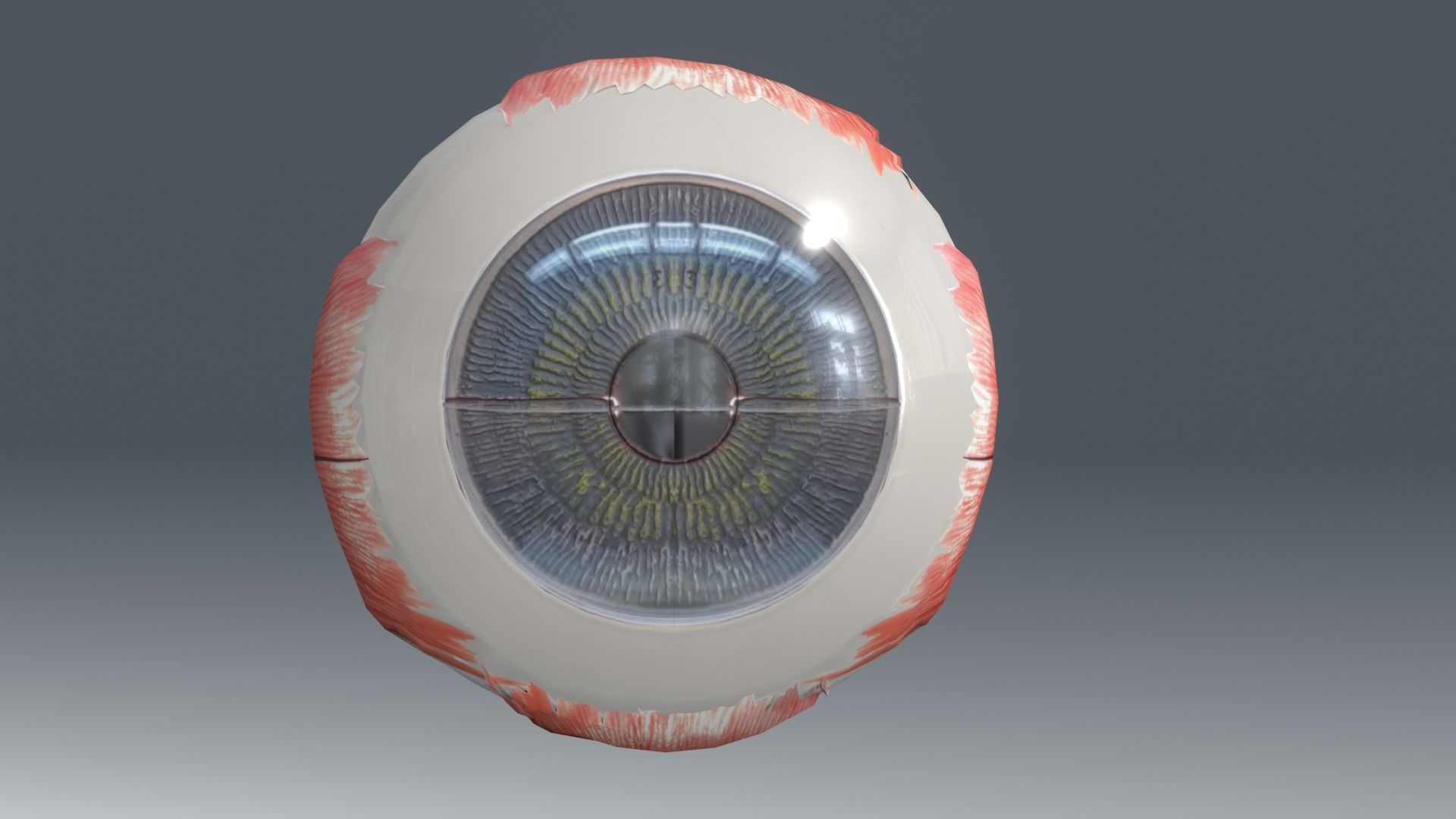 Eye Anatomy free 3D model | CGTrader
