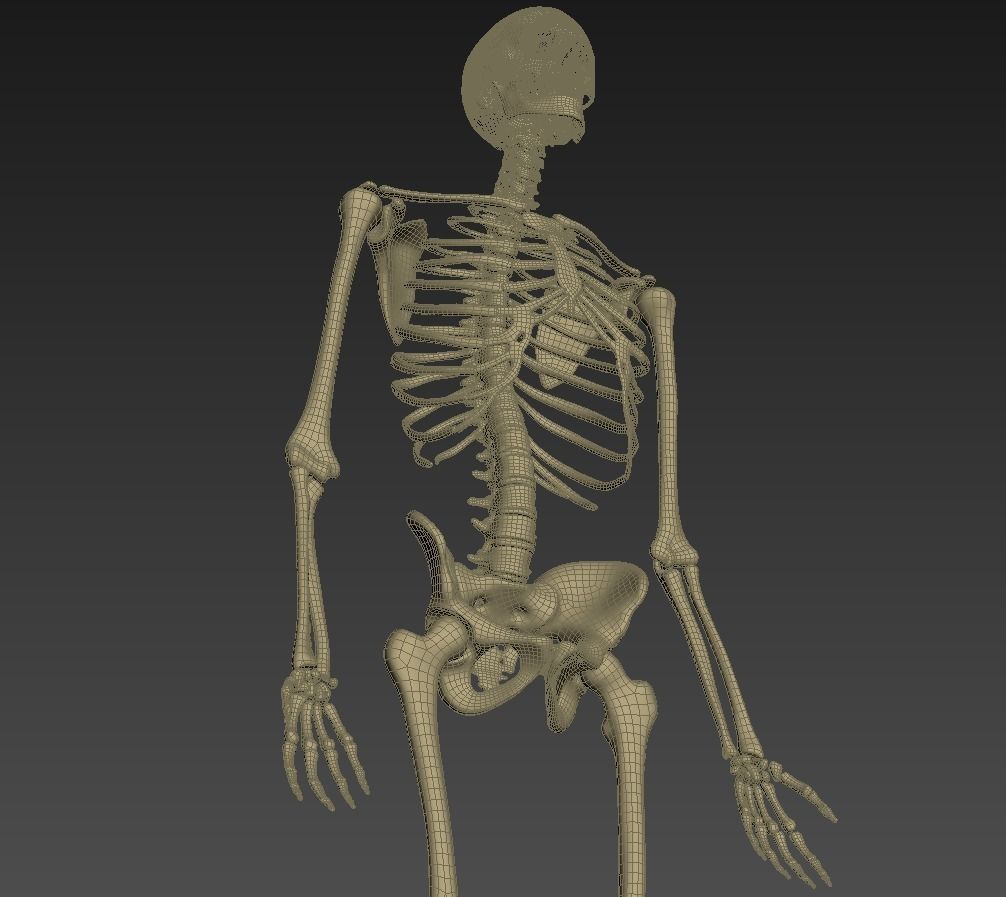 3D model Human anatomy Animated High Poly and lowpoly Unity included VR ...