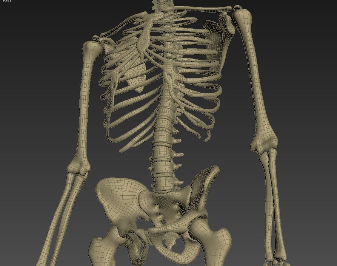 3D model Human anatomy Animated High Poly and lowpoly Unity included VR ...