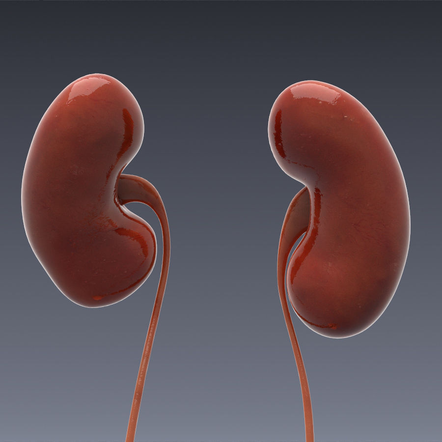 3D model Human anatomy Animated High Poly and lowpoly Unity included VR ...