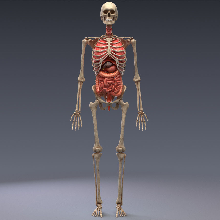 3D model Human anatomy Animated High Poly and lowpoly Unity included VR ...