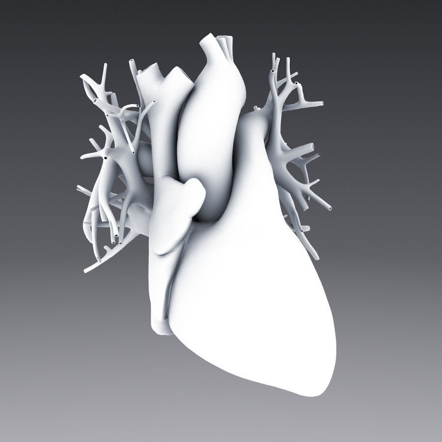 3D model Human anatomy Animated High Poly and lowpoly Unity included VR ...