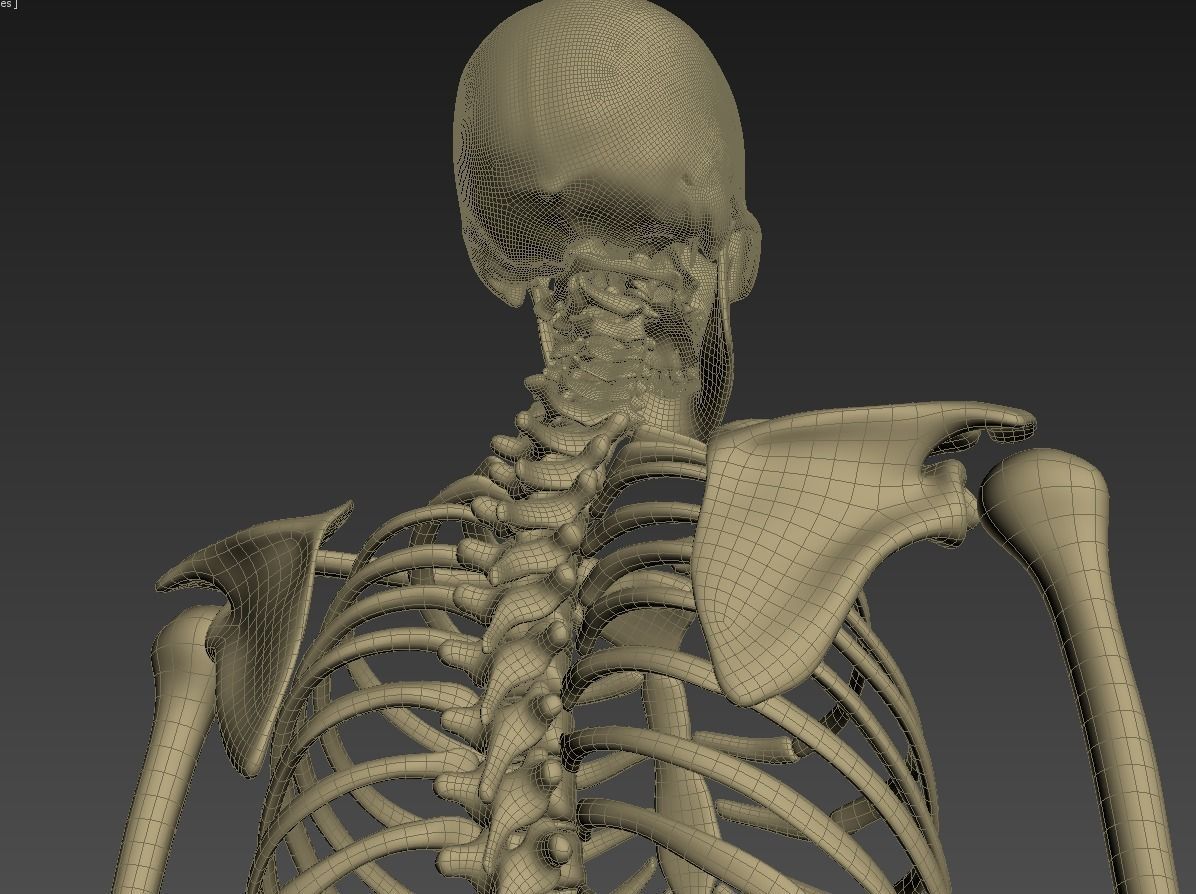 3D model Human anatomy Animated High Poly and lowpoly Unity included VR ...