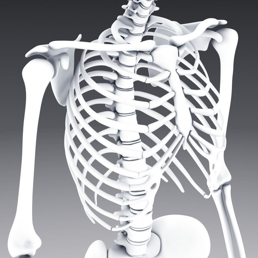 3D model Human anatomy Animated High Poly and lowpoly Unity included VR ...