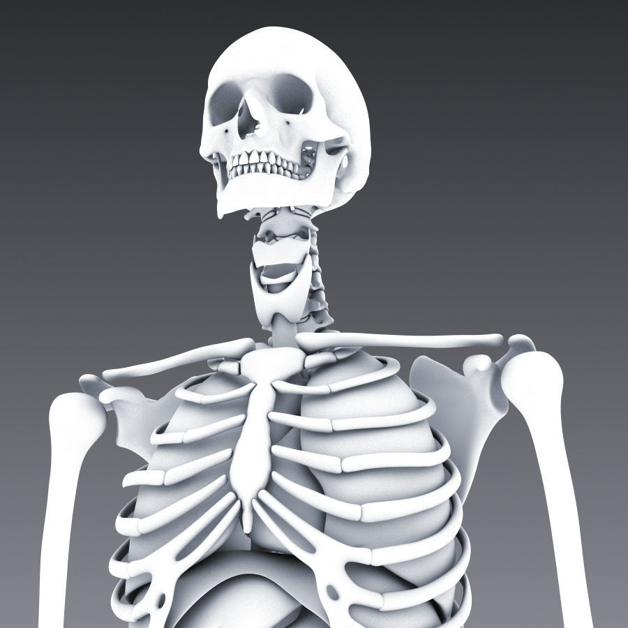 3D model Human anatomy Animated High Poly and lowpoly Unity included VR ...