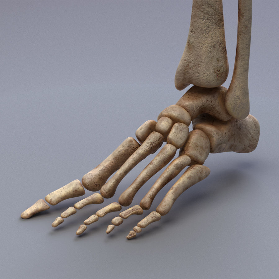 3D model Human anatomy Animated High Poly and lowpoly Unity included VR ...