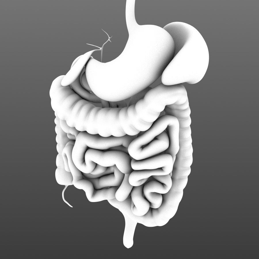 3D model Digestive system Animated VR / AR / low-poly rigged animated ...