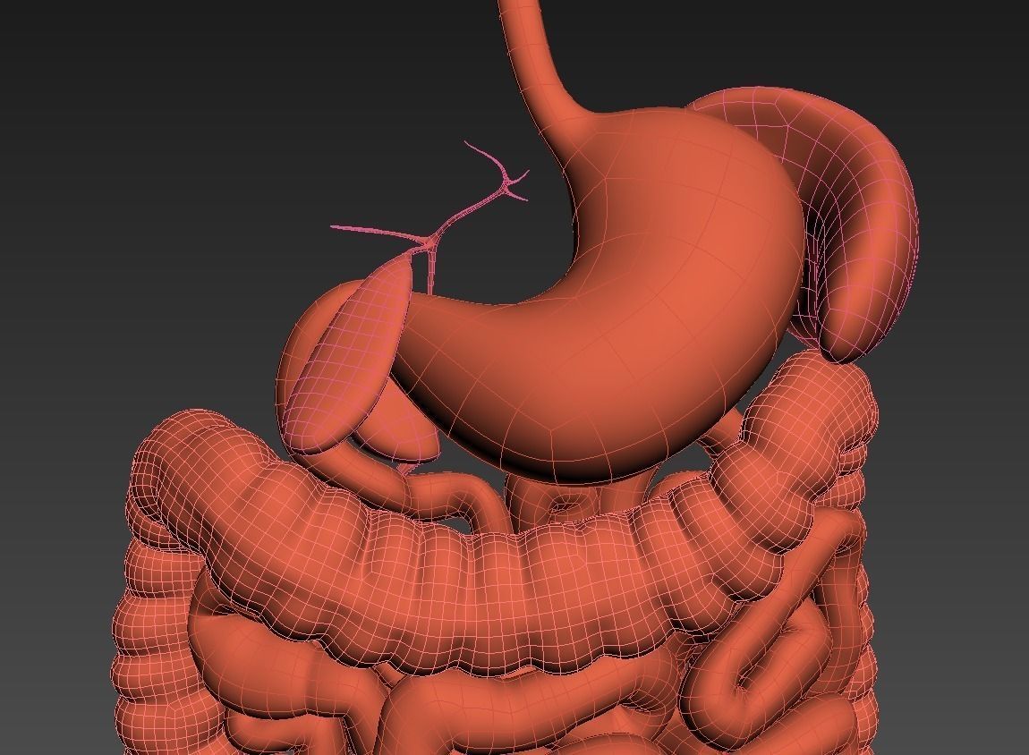 3D model Digestive system Animated VR / AR / low-poly rigged animated ...