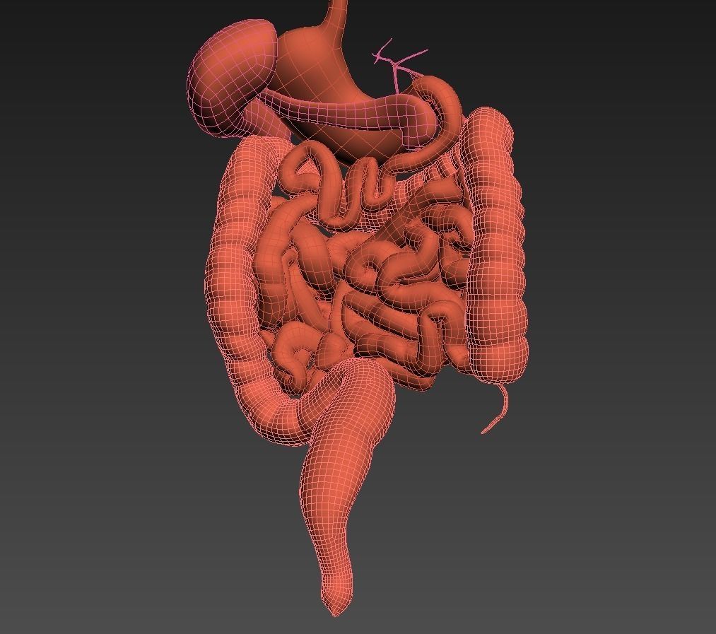 3D model Digestive system Animated VR / AR / low-poly rigged animated ...