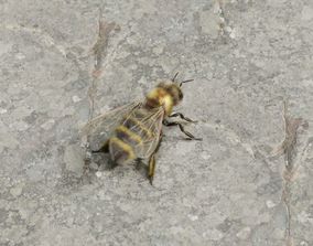 Queen bee 3D Models | CGTrader