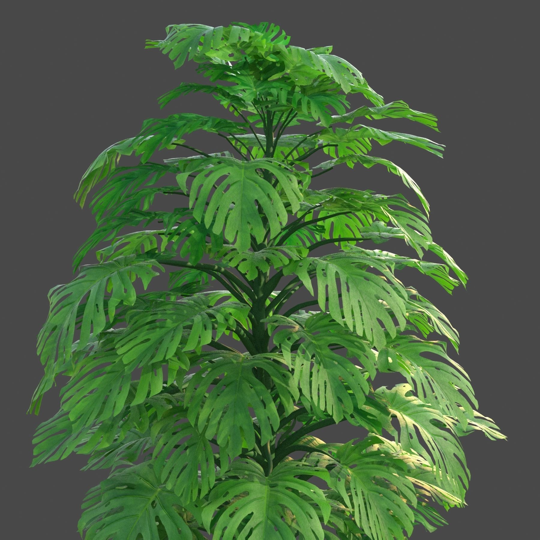 XfrogPlants Swiss Cheese Plant - Monsterra Deliciosa free 3D model ...