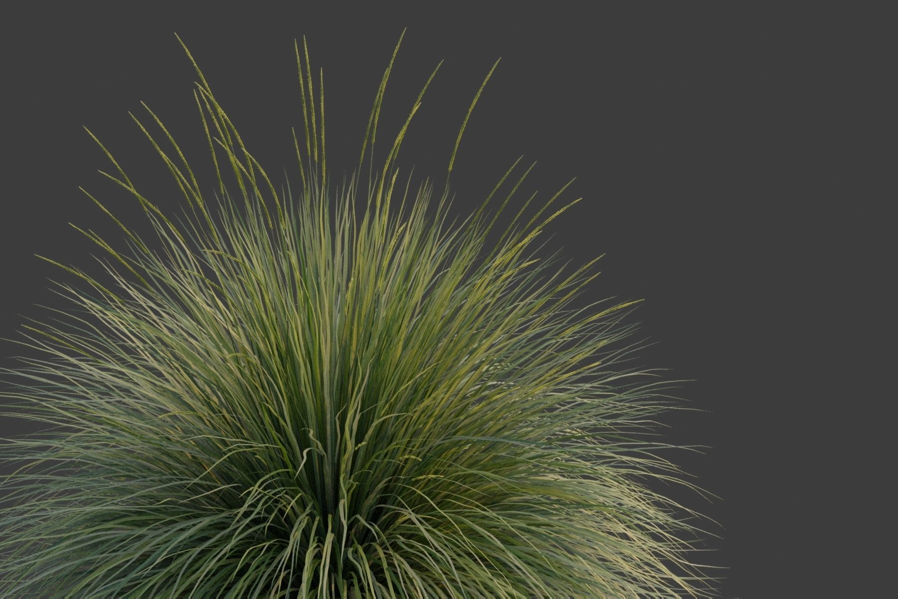 XfrogPlants Deergrass - Muhlenbergia Rigens 3D model animated | CGTrader