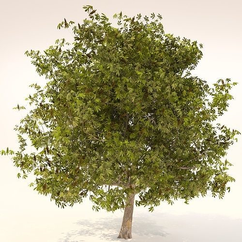 Chestnut tree 3D model | CGTrader