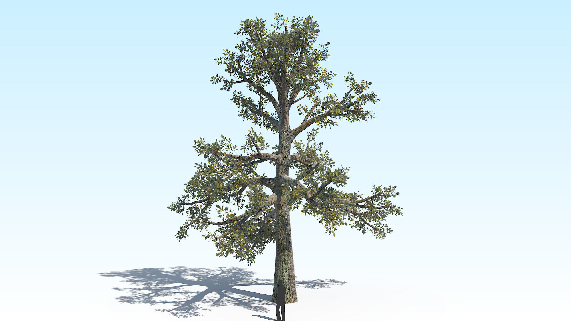 3D model Oak Tree 06 PBR VR / AR / low-poly | CGTrader