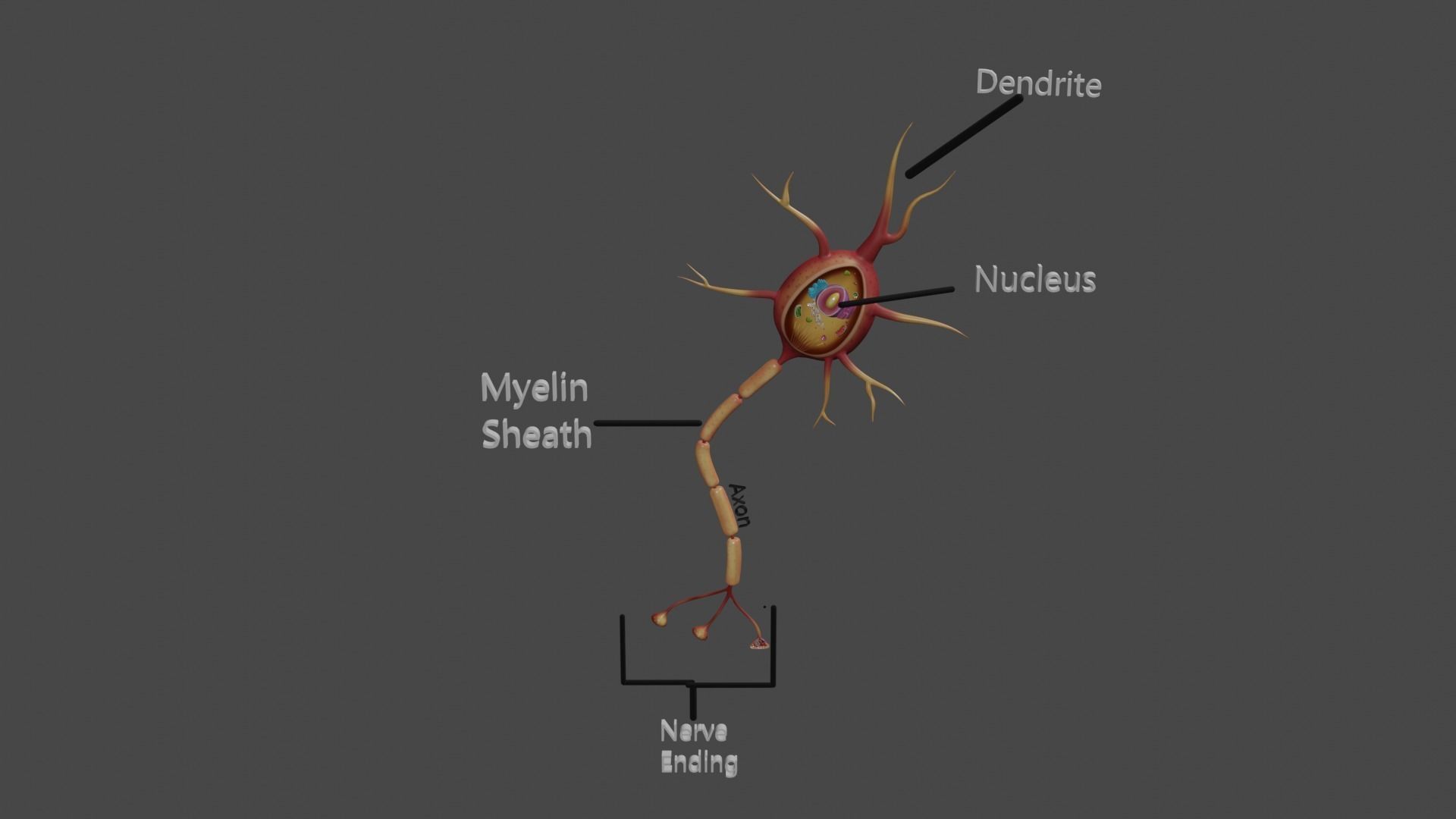 Human Nerve Cell 3D model | CGTrader