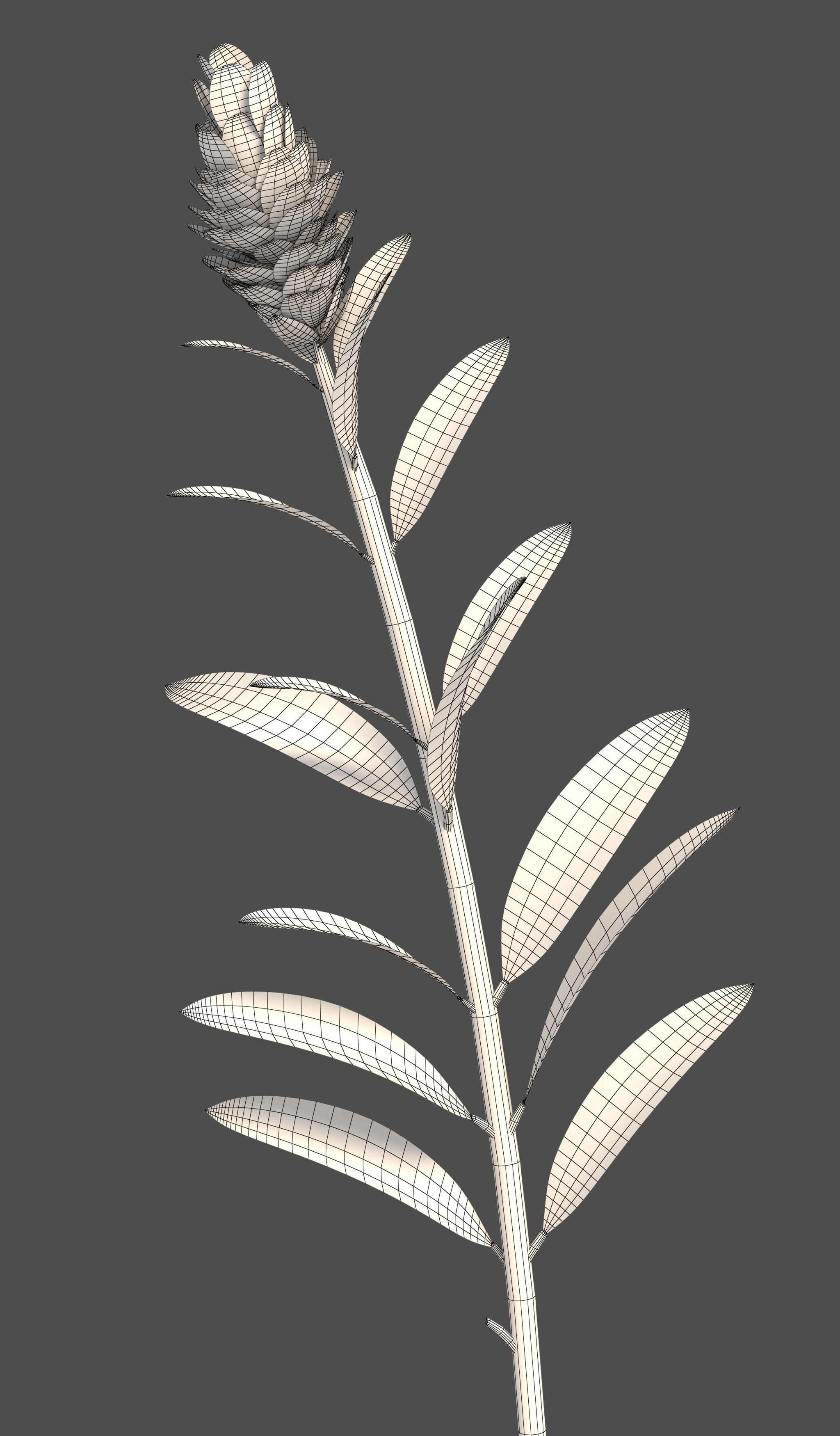 Ginger Flower Plant 3D model | CGTrader