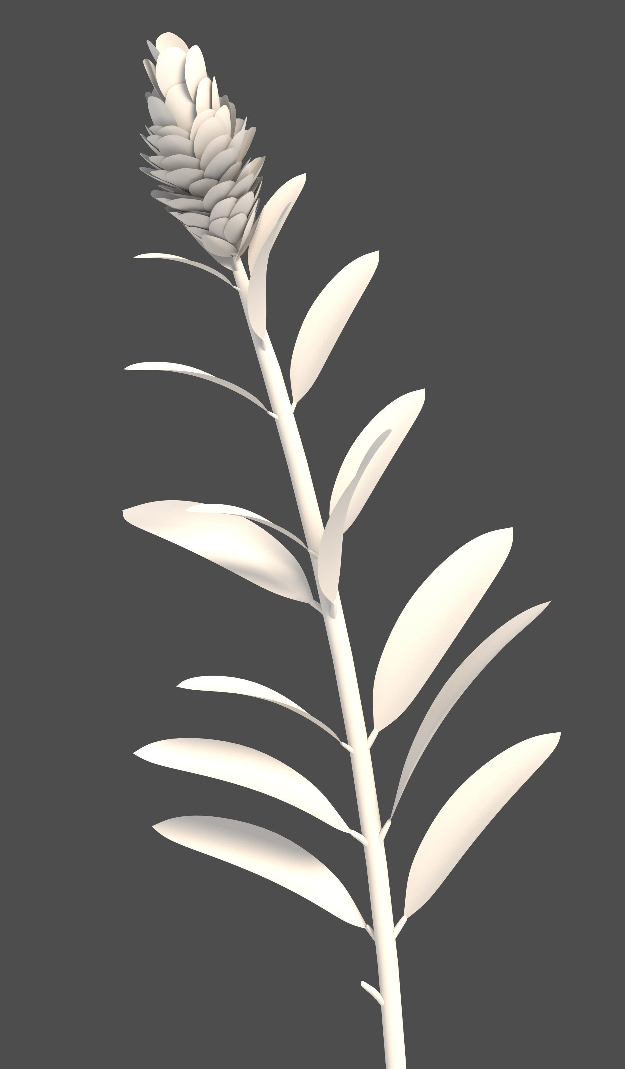 Ginger Flower Plant 3D model | CGTrader