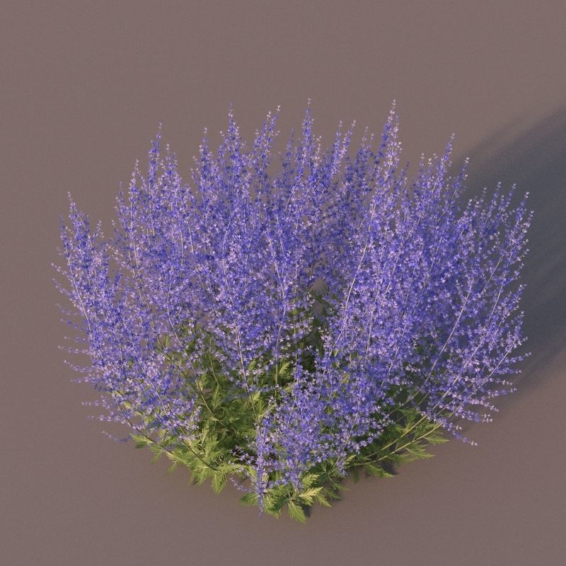 XfrogPlants Russian Sage - Perovskia Atripliciflolia 3D model animated ...